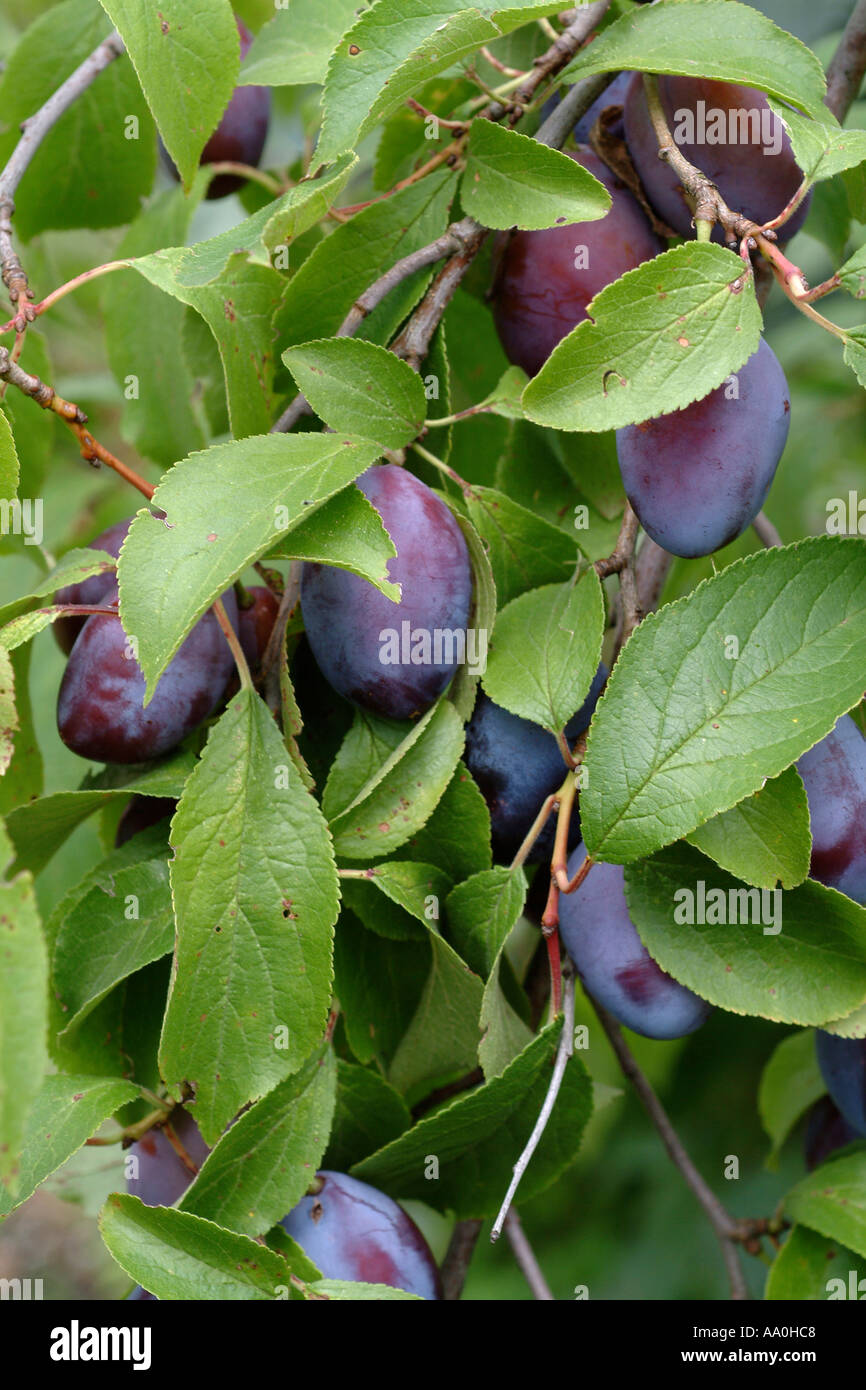 pflaumen am baum plum tree Stock Photo - Alamy