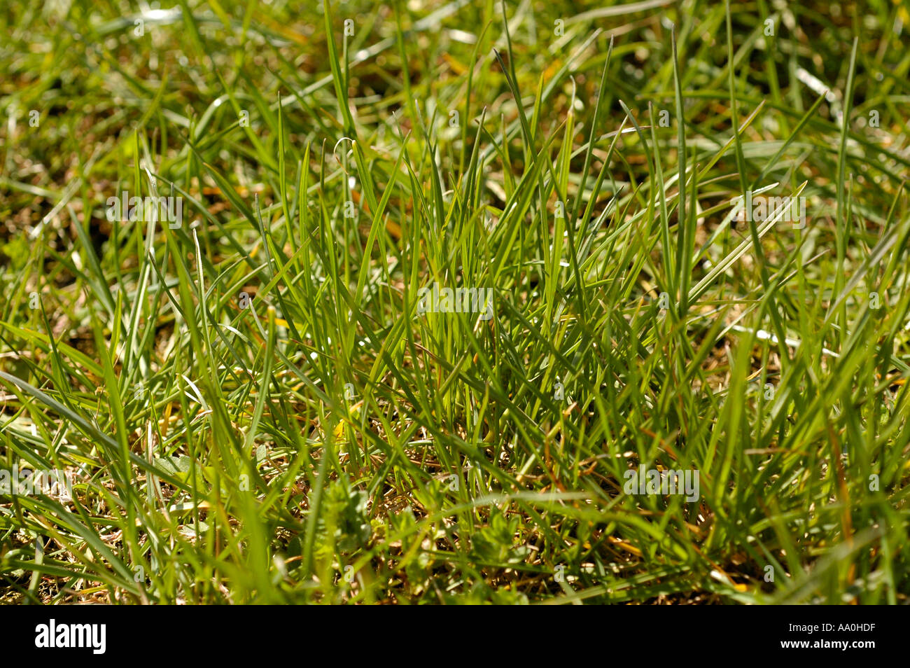 Weide rasen hi-res stock photography and images - Alamy