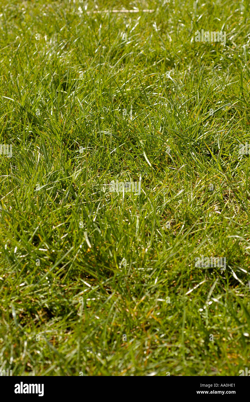 Weide rasen hi-res stock photography and images - Alamy