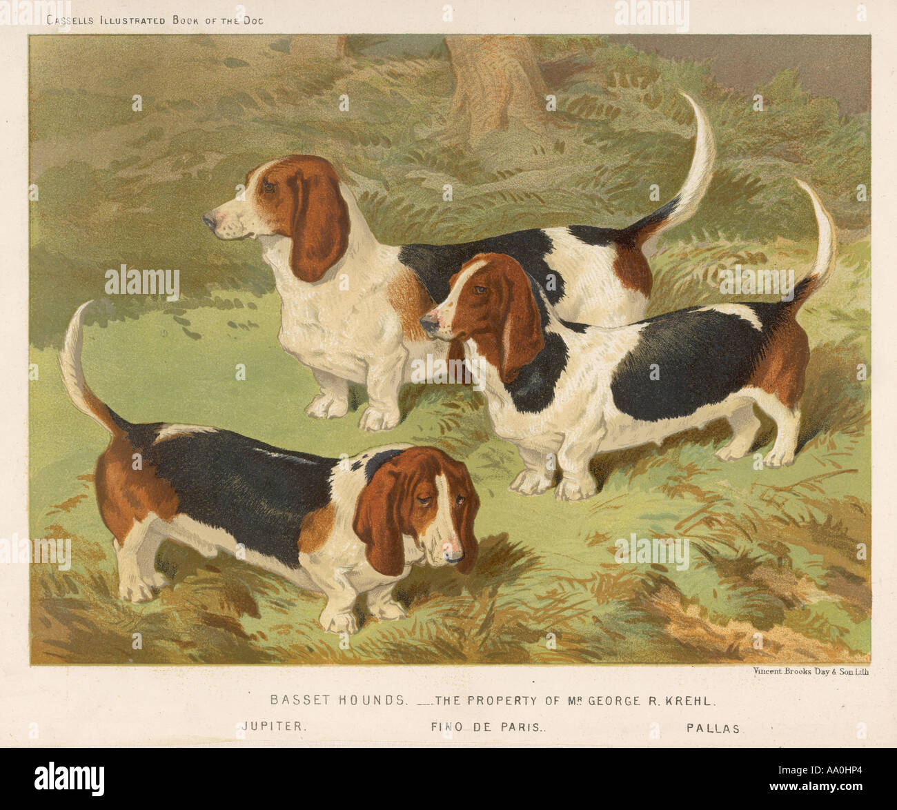 Hound breeds hi-res stock photography and images - Alamy