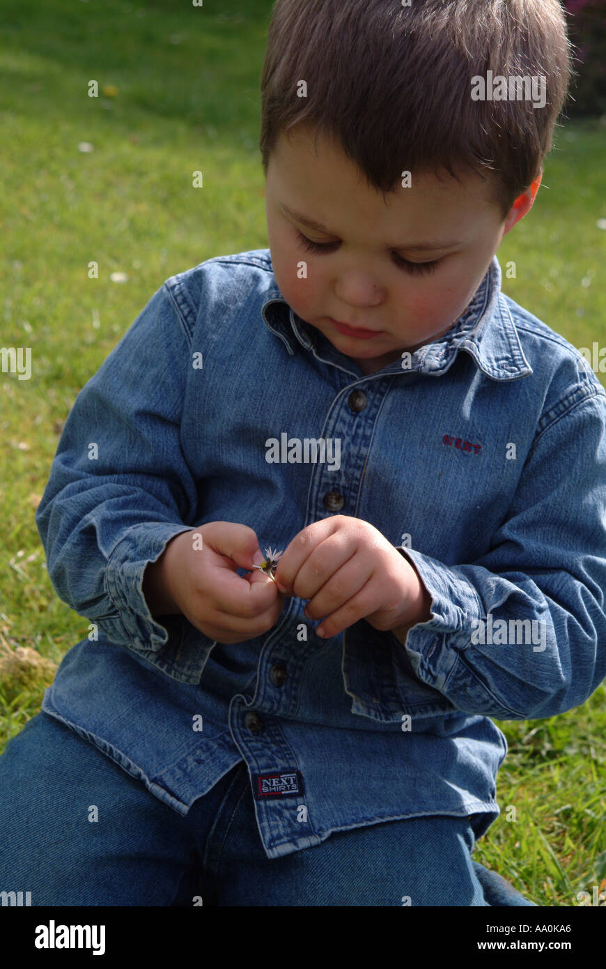 Little boy sitting outside and looking at a daisy Stock Photo - Alamy