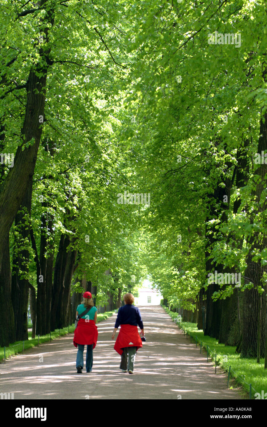 Tree lined lower park at Peterhof Palace Nr St Petersburg Russia Stock ...