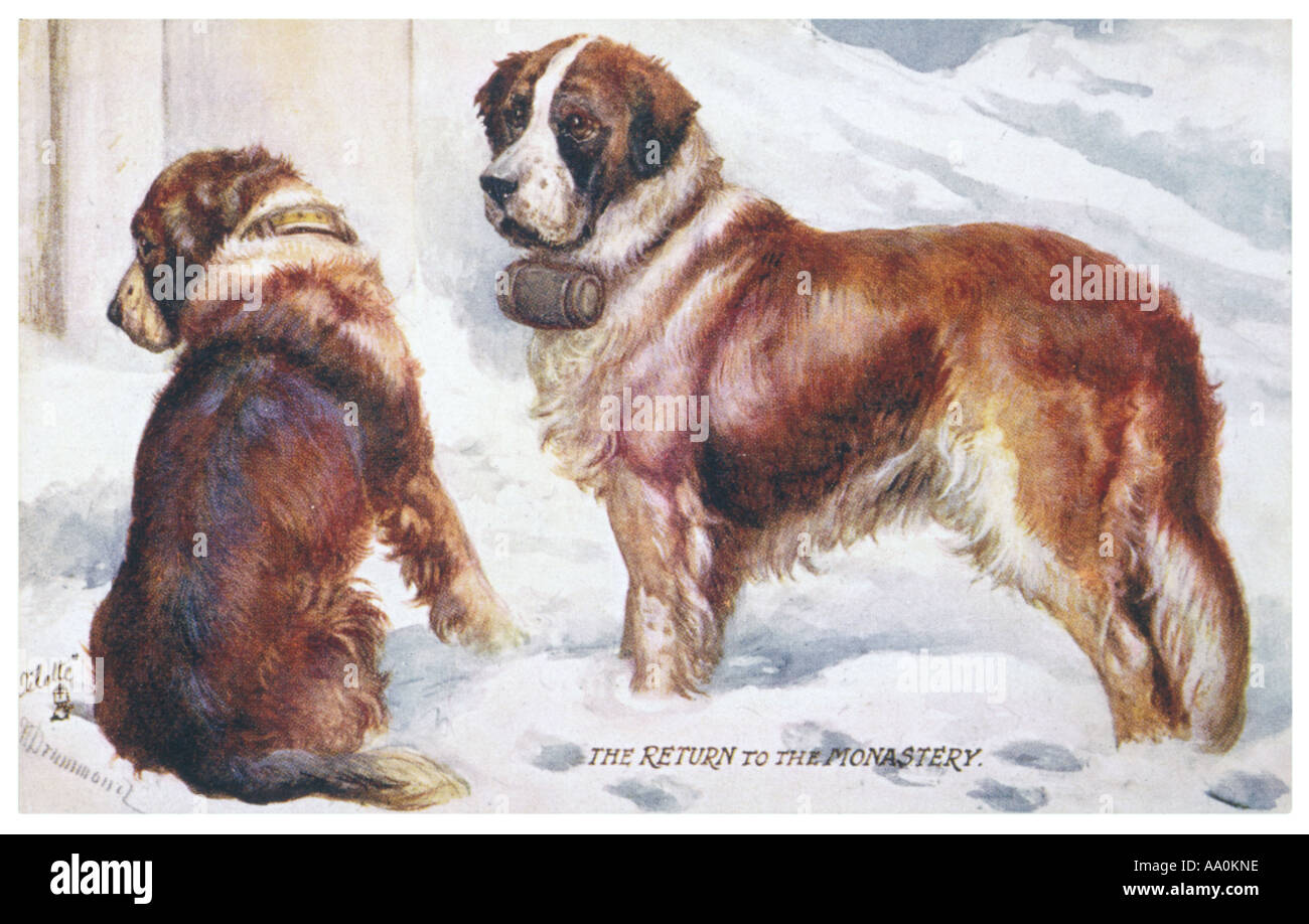 St bernard dogs hi-res stock photography and images - Alamy