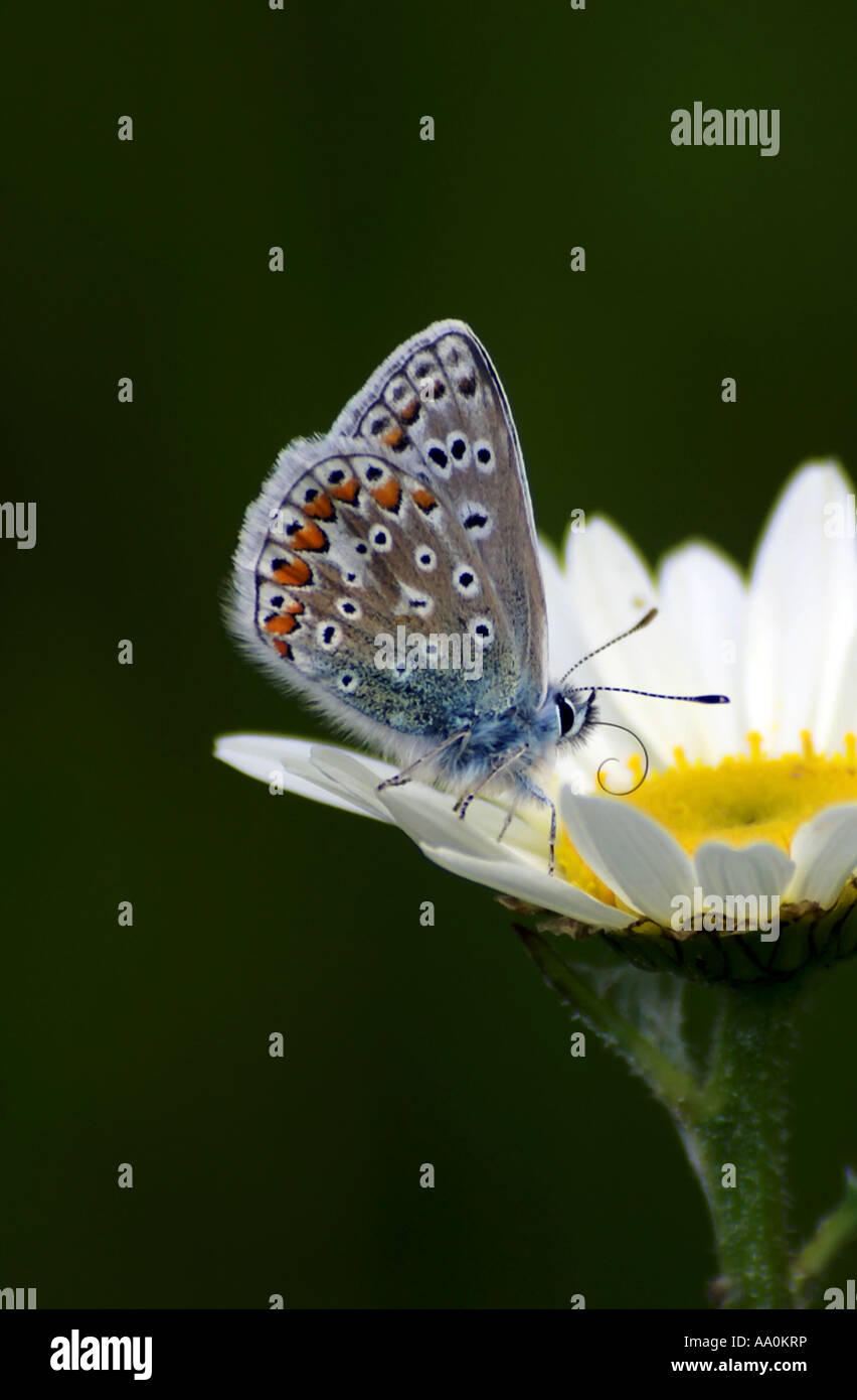 Small Adonis Blue Stock Photo - Alamy