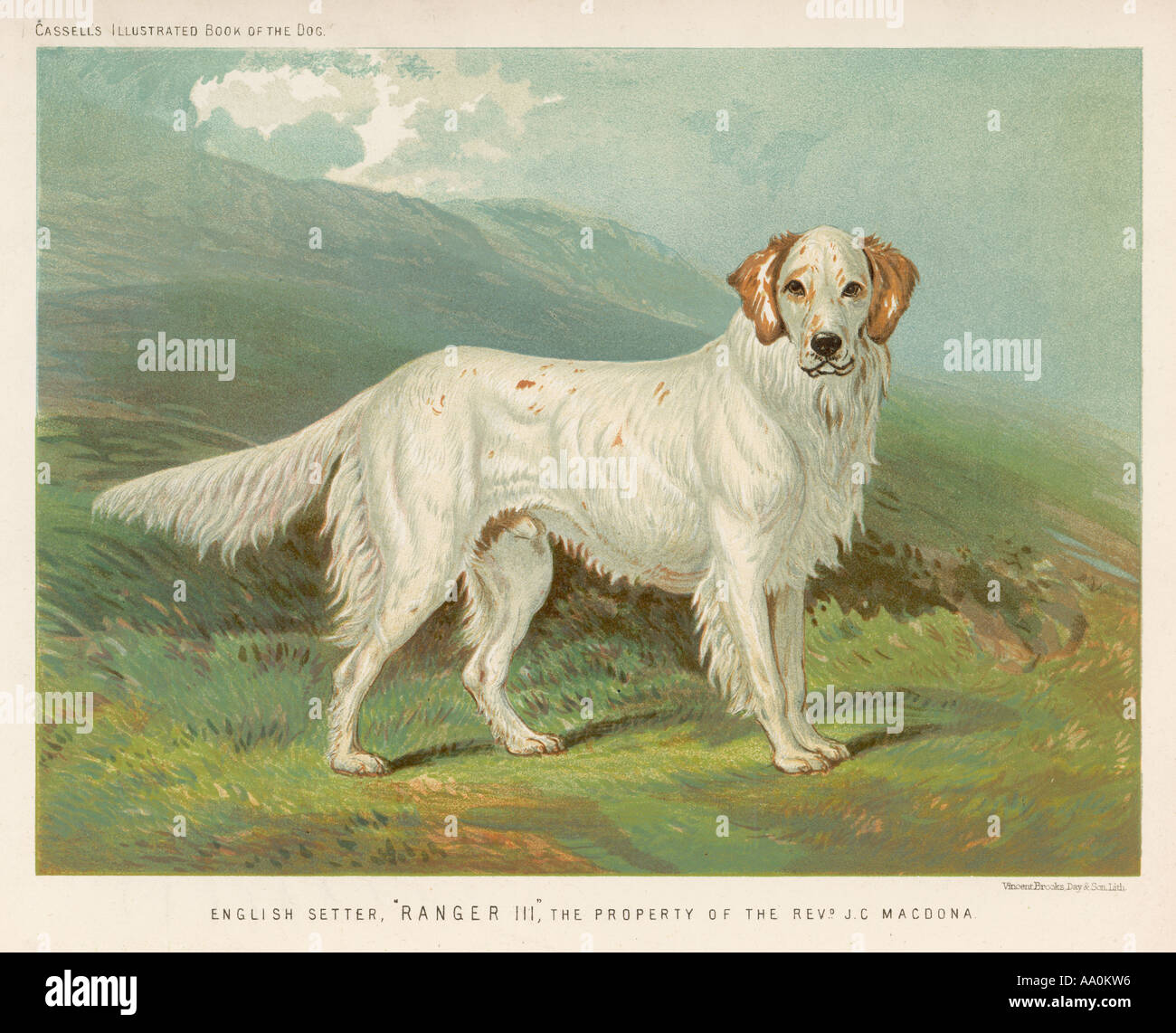 English breeds hi-res stock photography and images - Alamy