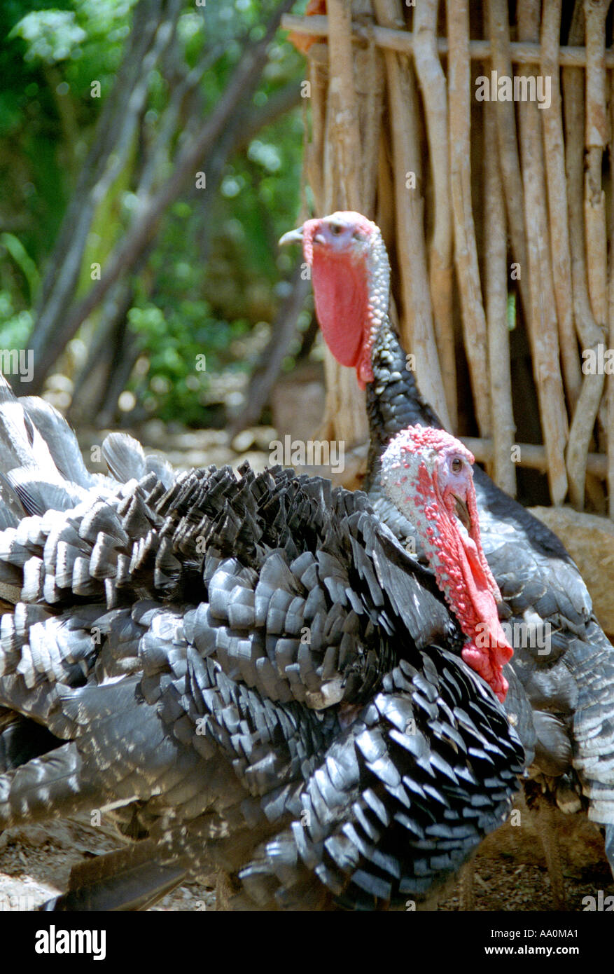 Turkeys eye hi-res stock photography and images - Alamy