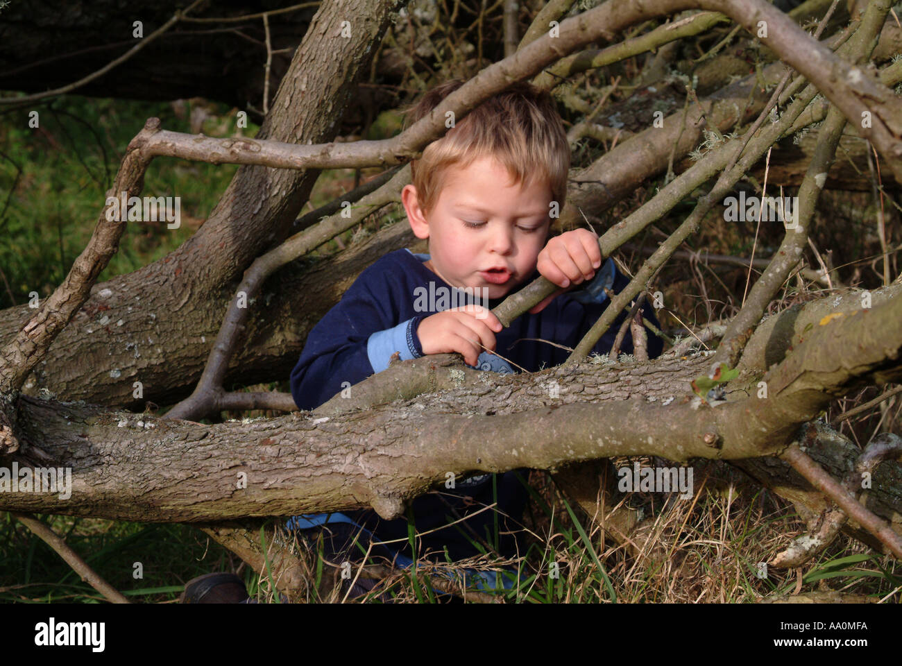 Little boy playing in the branches of a fallen tree Stock Photo - Alamy