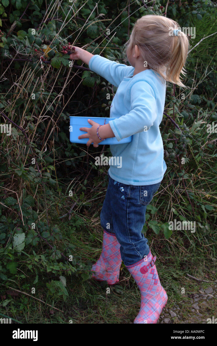 Picking blackberries child hi-res stock photography and images - Alamy