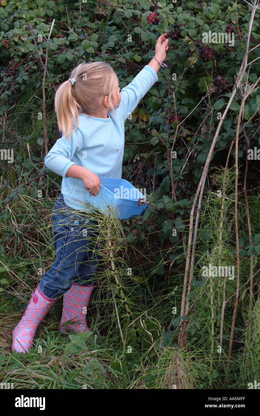 Little girl picking blackberries in the hedgerow Stock Photo - Alamy