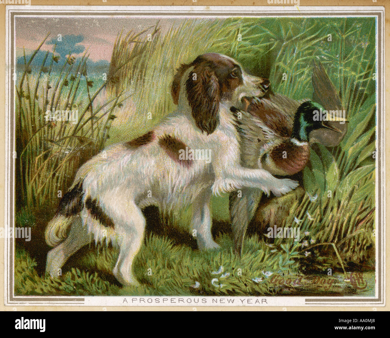 Springer Spaniel Card Stock Photo - Alamy