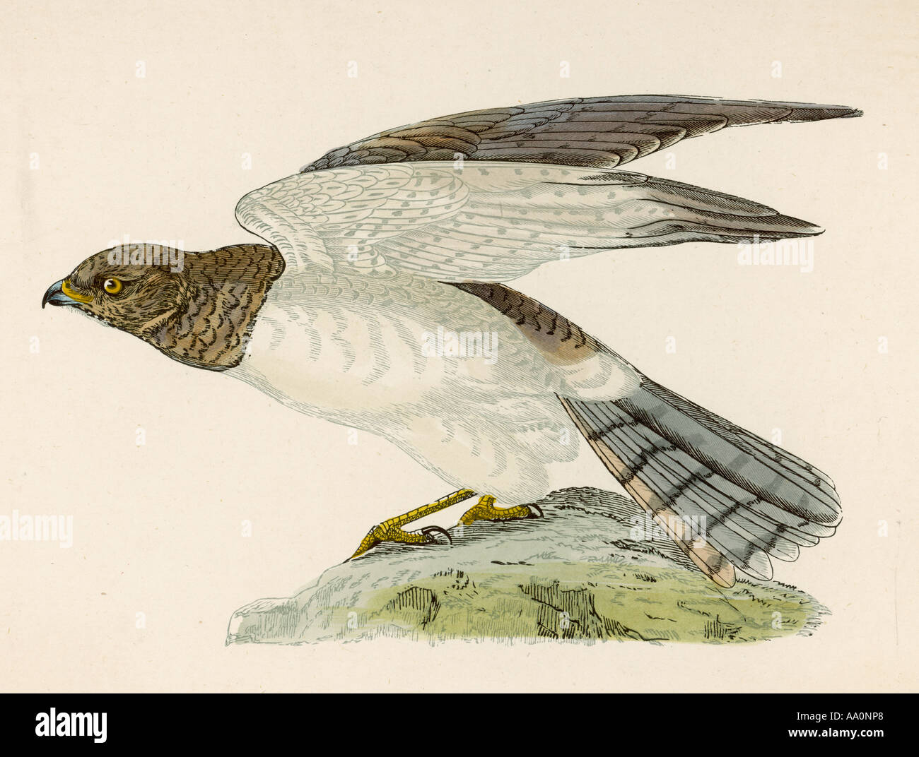 Hen Harrier Morris Stock Photo - Alamy