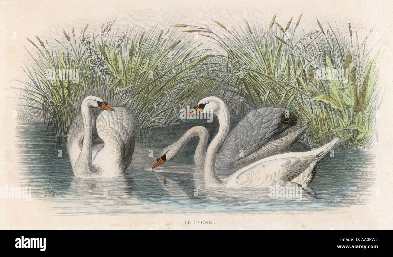 The three swans hi-res stock photography and images - Alamy
