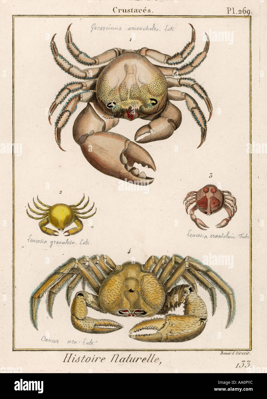 Various crabs hi-res stock photography and images - Alamy