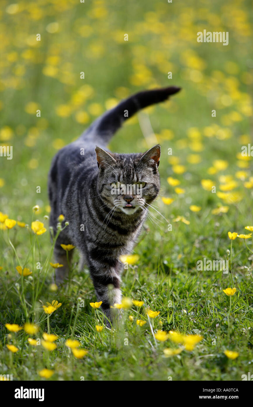 Cats in the field hi-res stock photography and images - Alamy