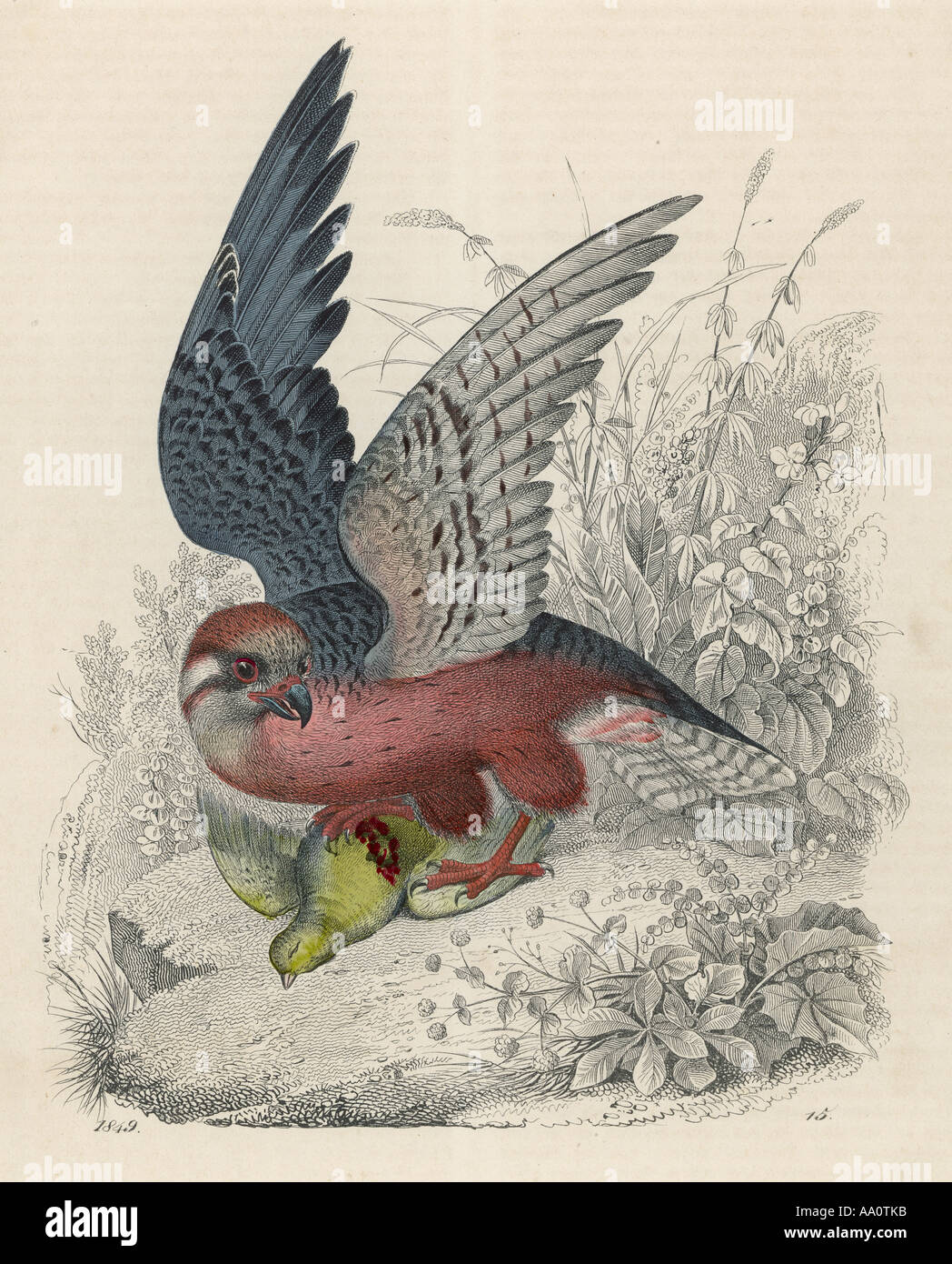 Falcon And Prey Stock Photo - Alamy