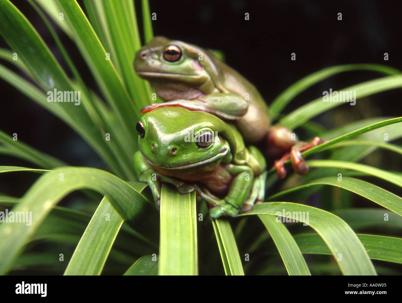 two green australian treefrogs on plant Stock Photo - Alamy