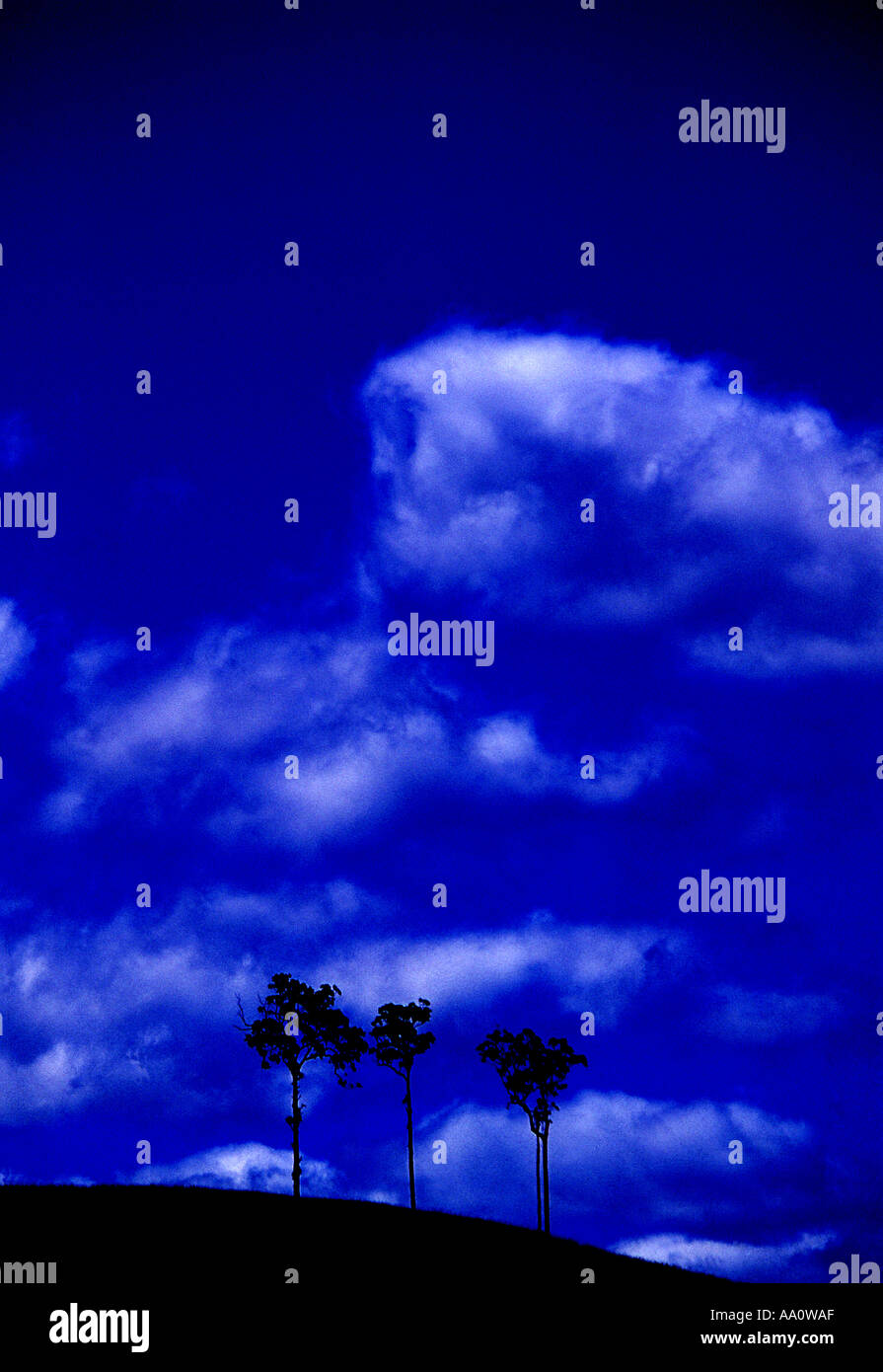 three lonely trees on top of hill with blue sky and clouds near nimbin ...