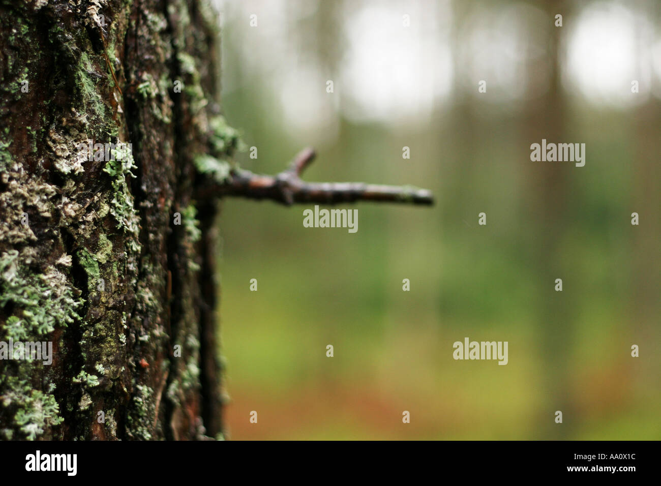 Section of the trunk of a pine tree with one broken branch protruding ...