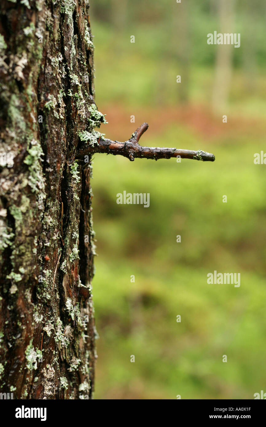 Section of the trunk of a pine tree with one broken branch protruding ...