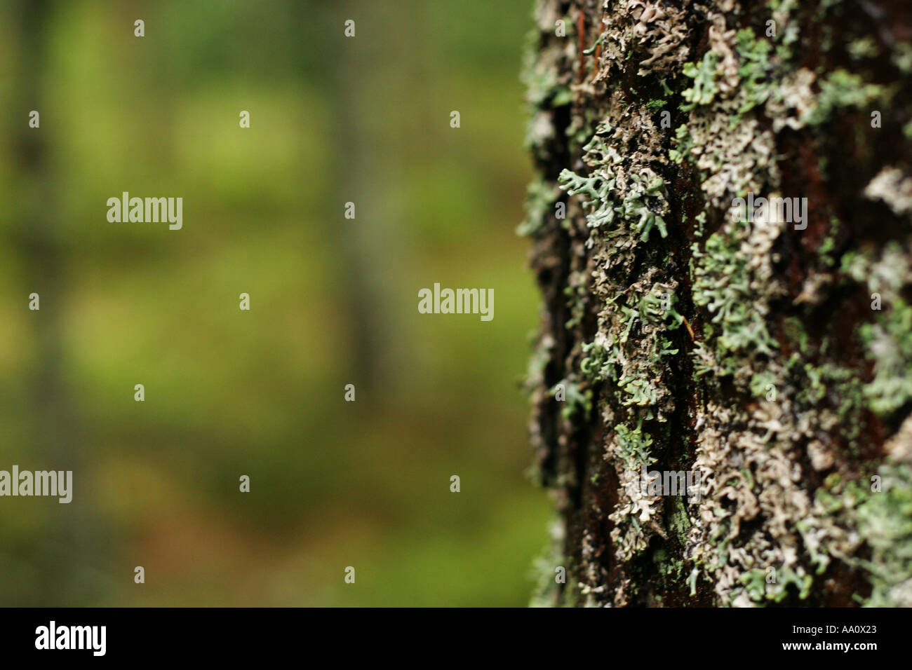 Section of the trunk of a pine tree with one broken branch protruding ...