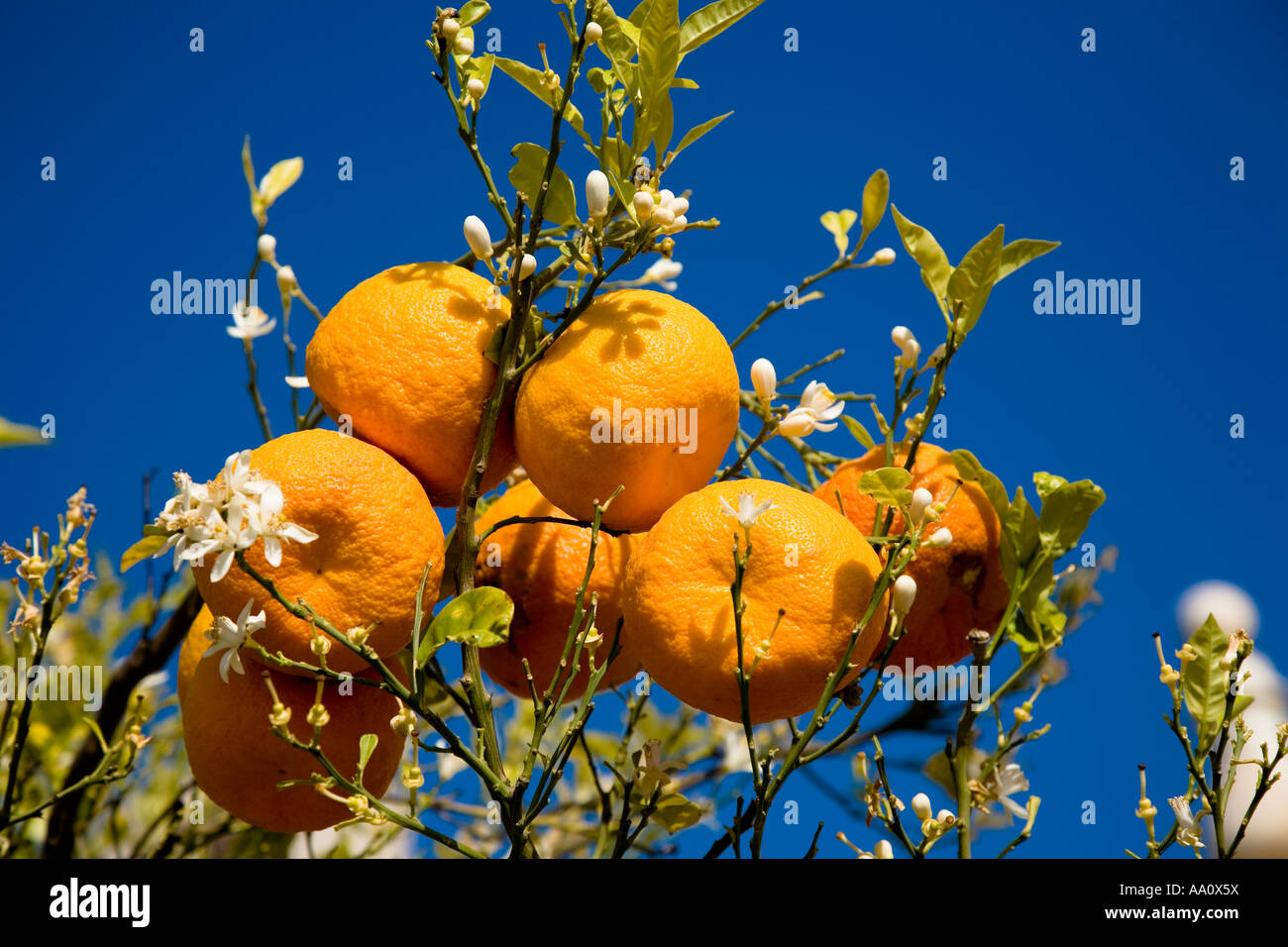 Flowering orange blossom tree southern Spain Stock Photo - Alamy