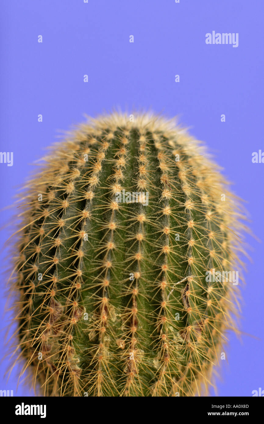 Cactus detail close up Cut Out Stock Images & Pictures - Alamy