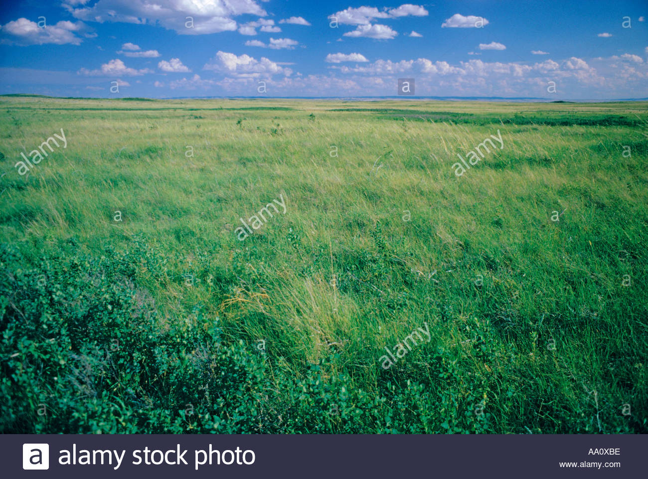 Shortgrass Stock Photos & Shortgrass Stock Images - Alamy