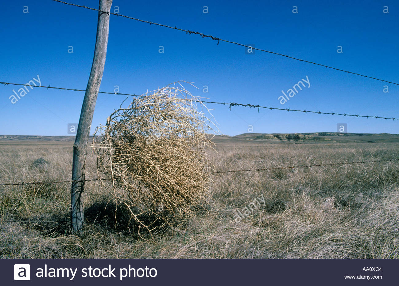 Barbed Wire Fence Blowing High Resolution Stock Photography and Images ...