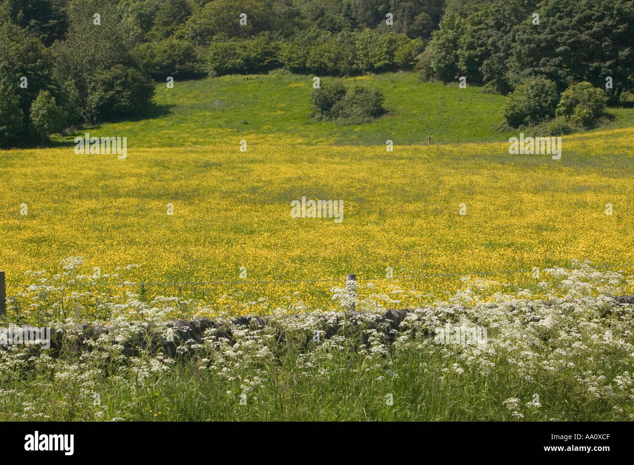 Traditional Hay meadow with wild flowers a threatened habitat Newby ...