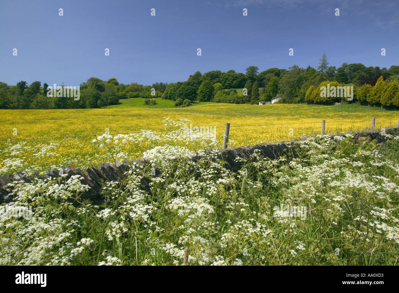 Traditional hay meadow near greenodd Stock Photo - Alamy