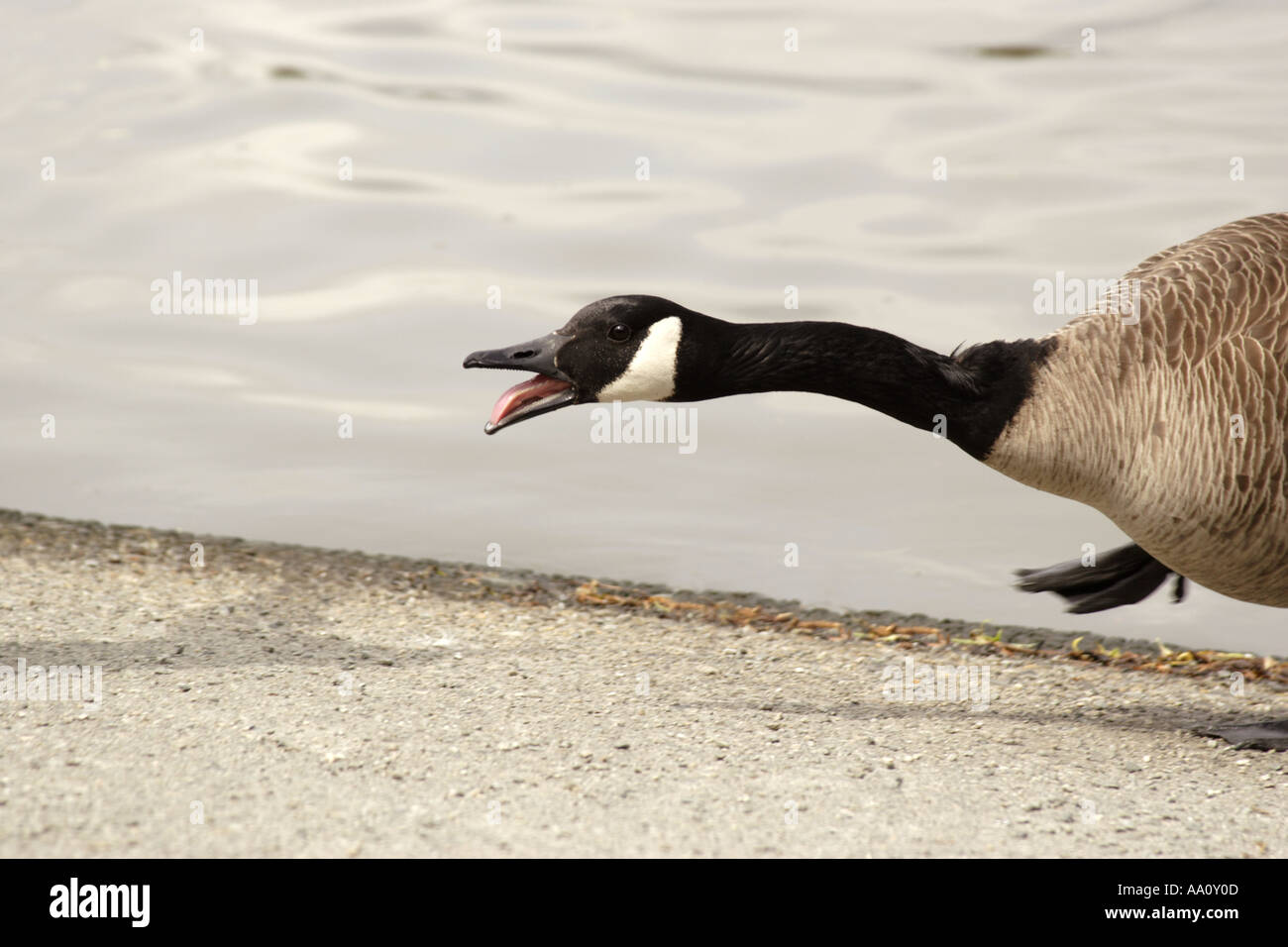 Angry canada goose hi-res stock photography and images - Alamy