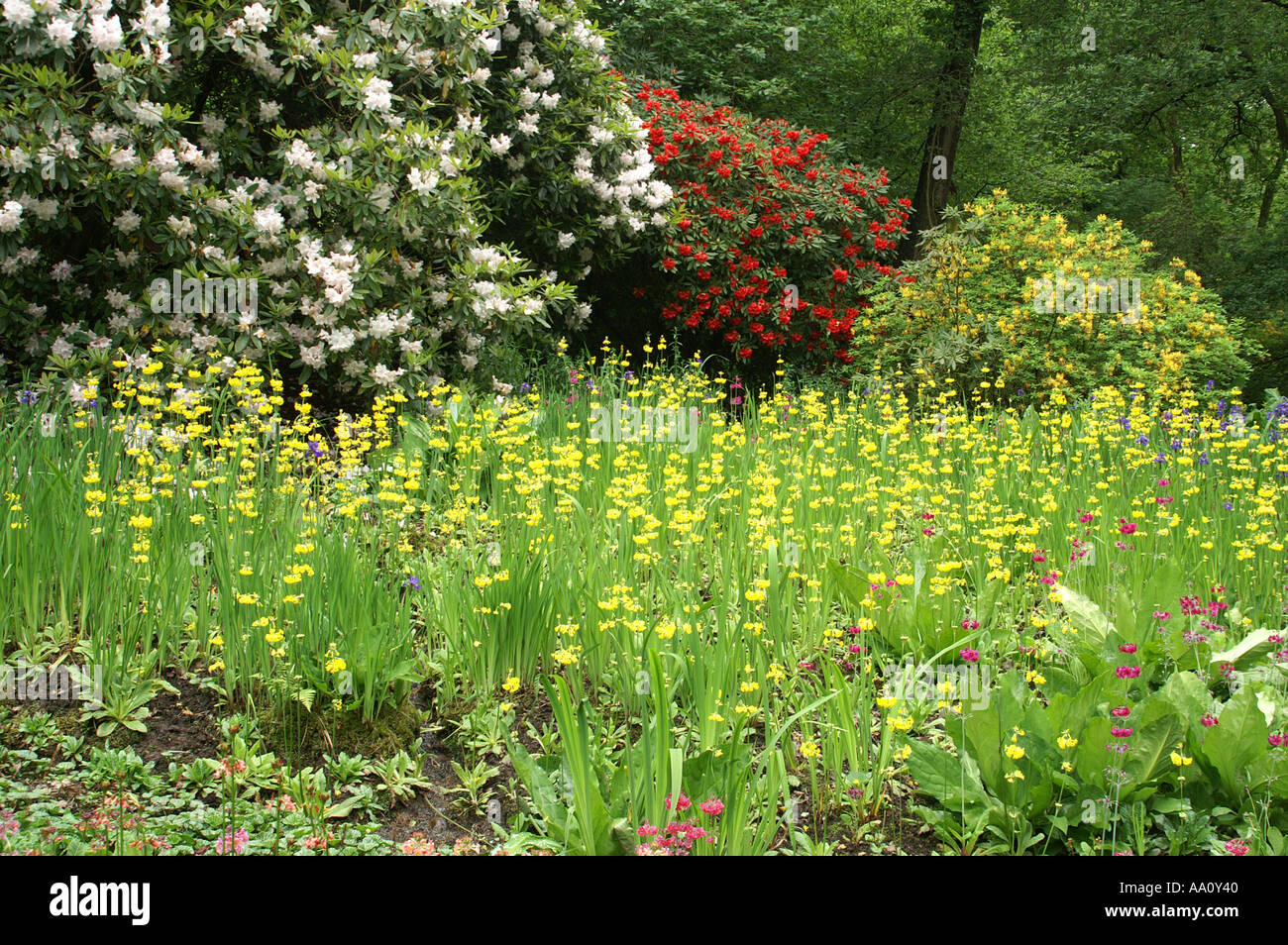 Clyne gardens hi-res stock photography and images - Alamy
