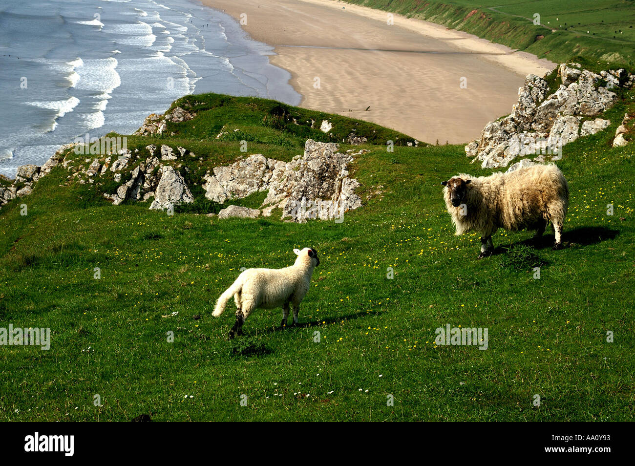 Sheep and lamb on coastline near Worms Head The Gower peninsula Wales ...