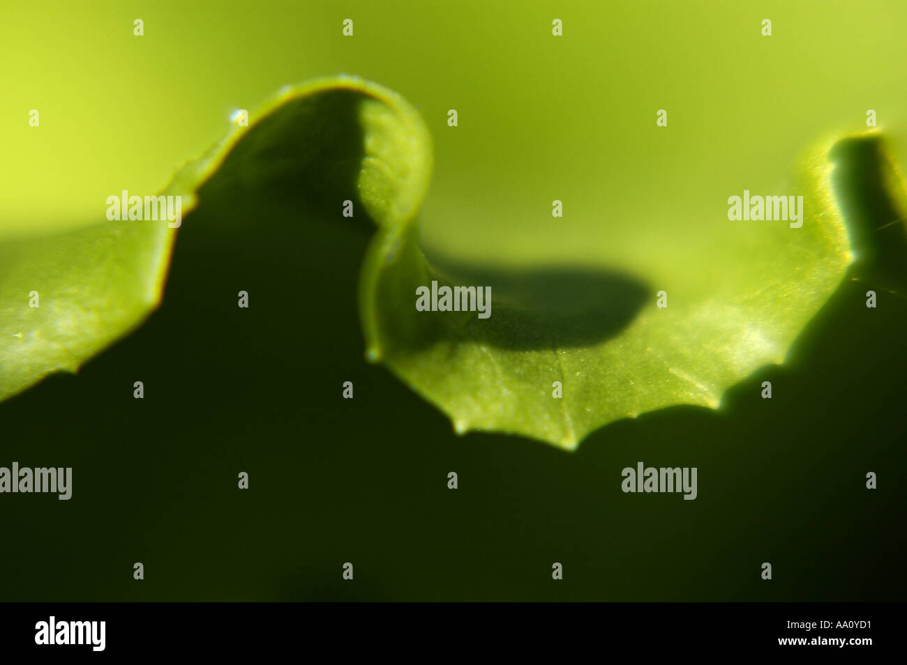 Frilly pattern hi-res stock photography and images - Alamy