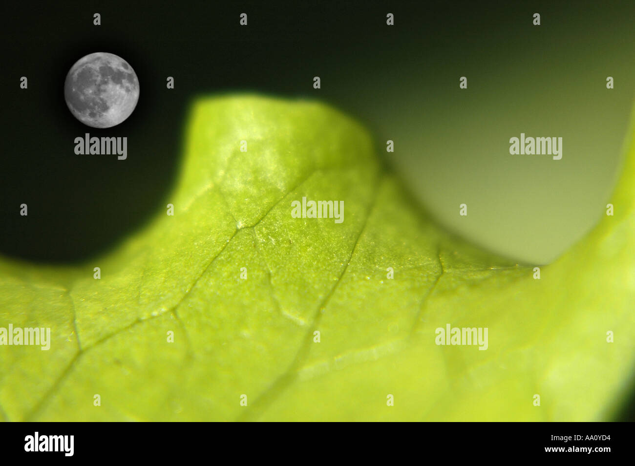 frilly letuce leaf with moon Stock Photo - Alamy