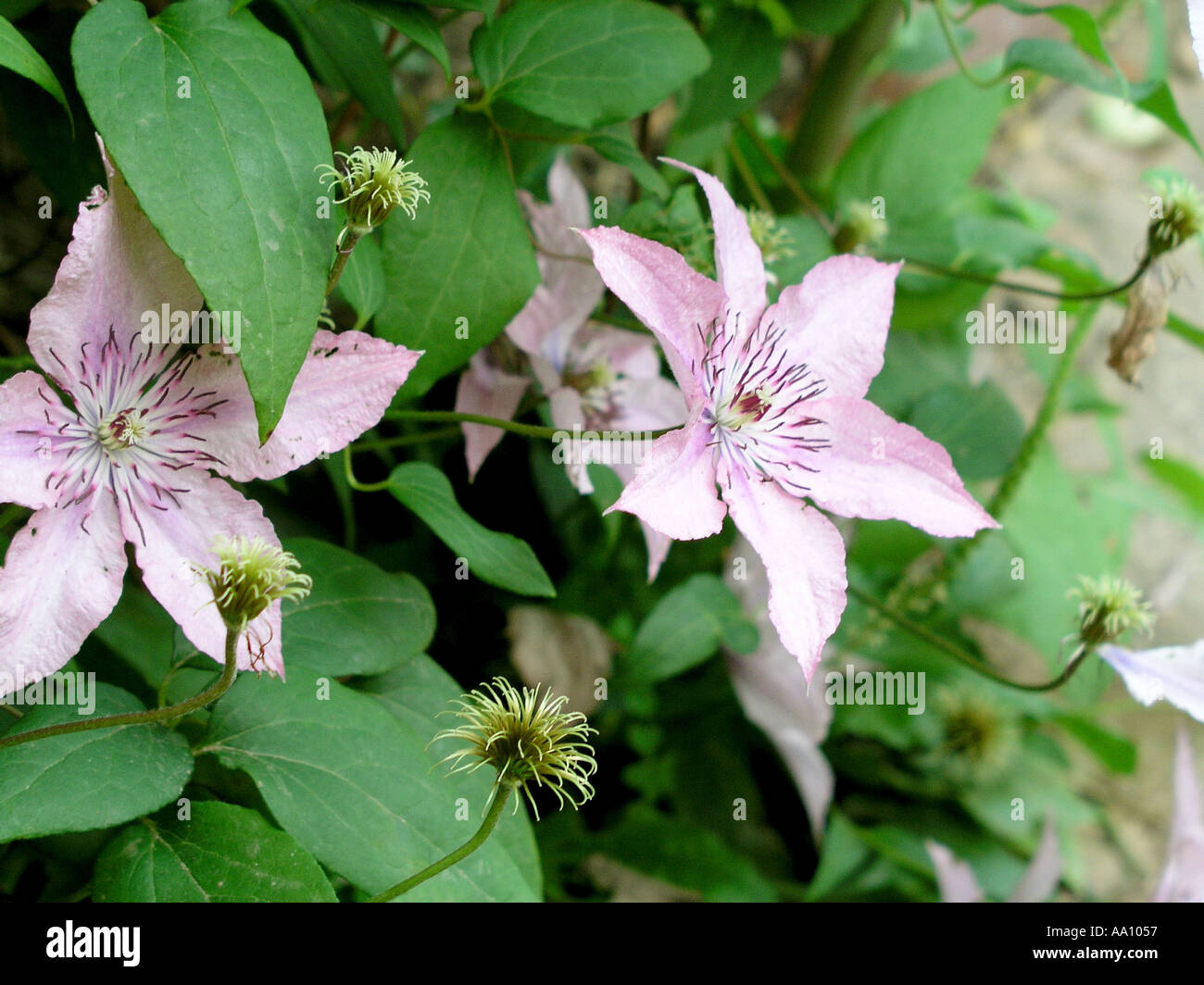 CLIMBING CLEMATIS flower growing in PA Stock Photo - Alamy
