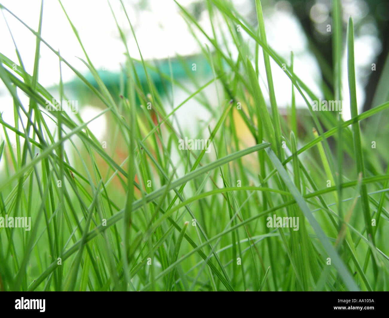 A BUGs EYE VIEW Looking through blades of grass Stock Photo - Alamy