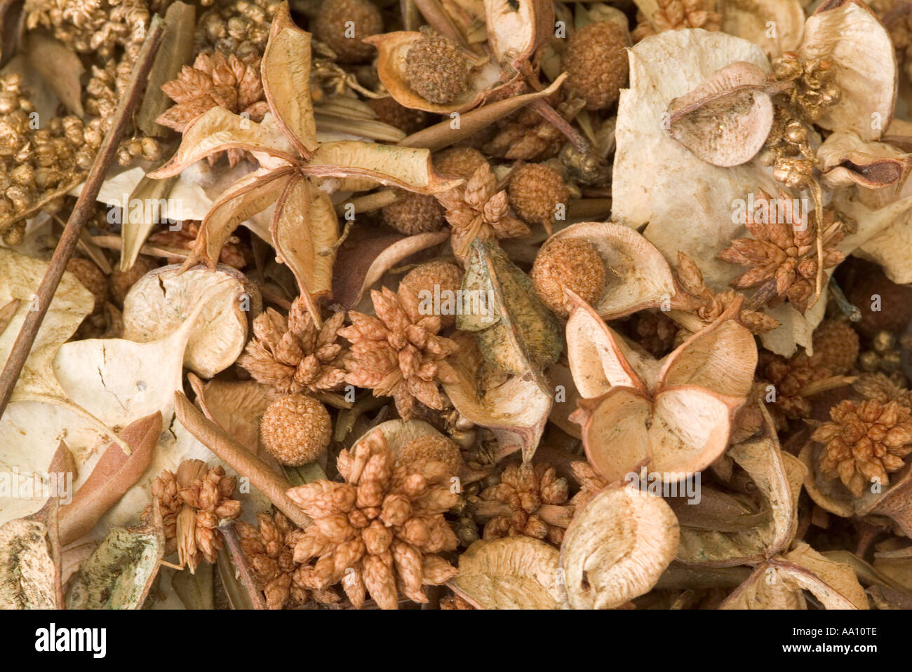 Bumpy seeds hi-res stock photography and images - Alamy
