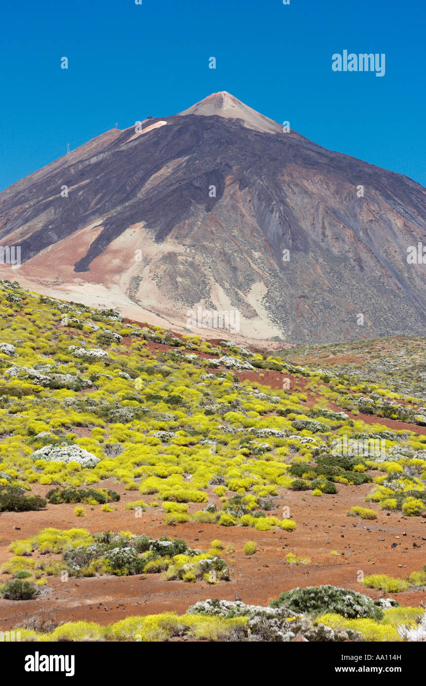 Spring flowers near El Teide, Parque nacional del Teide, Tenerife ...