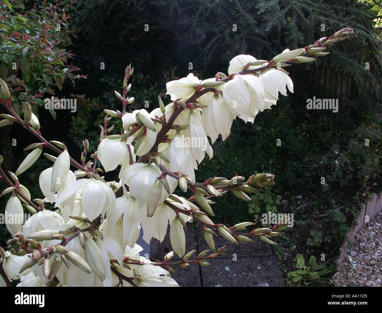 Yucca england hi-res stock photography and images - Alamy