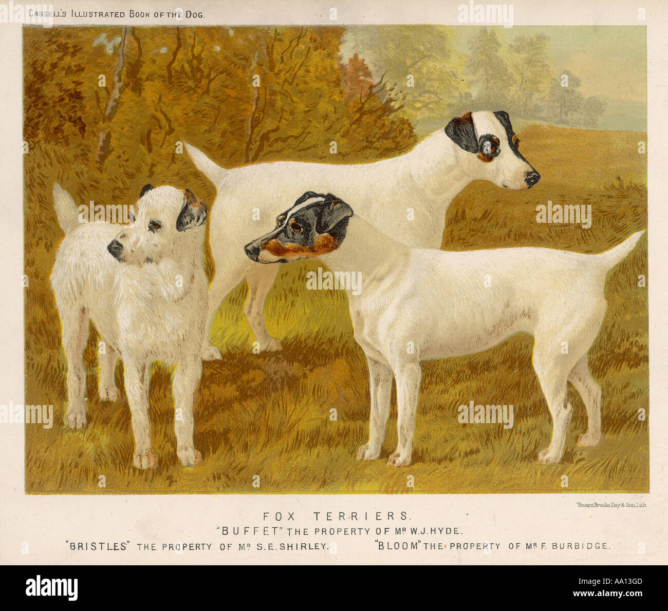 Dogs breeds history historical hi-res stock photography and images - Alamy