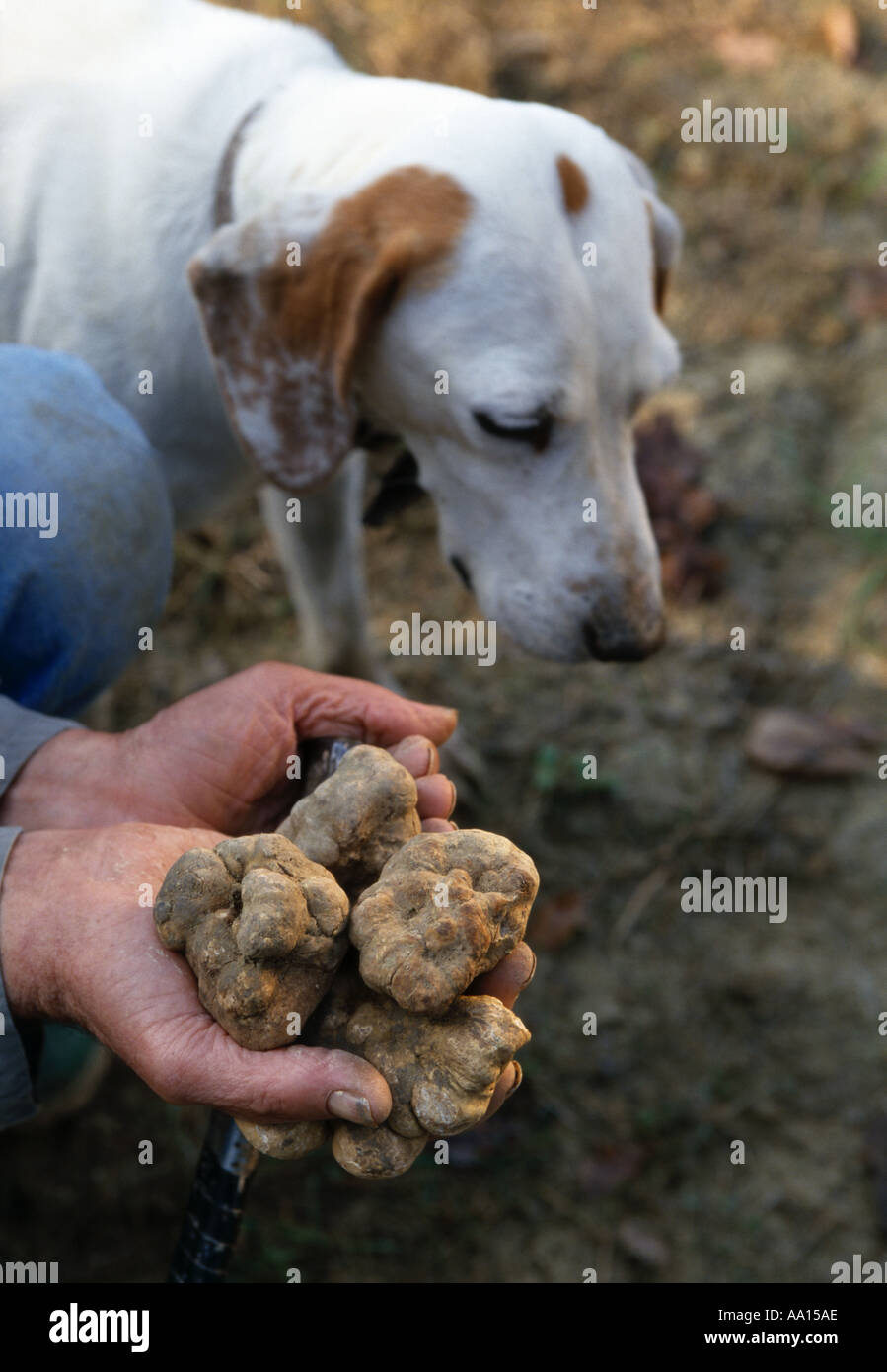 Hunting for white truffles with a dog near Alba Piemonte Italy Stock ...