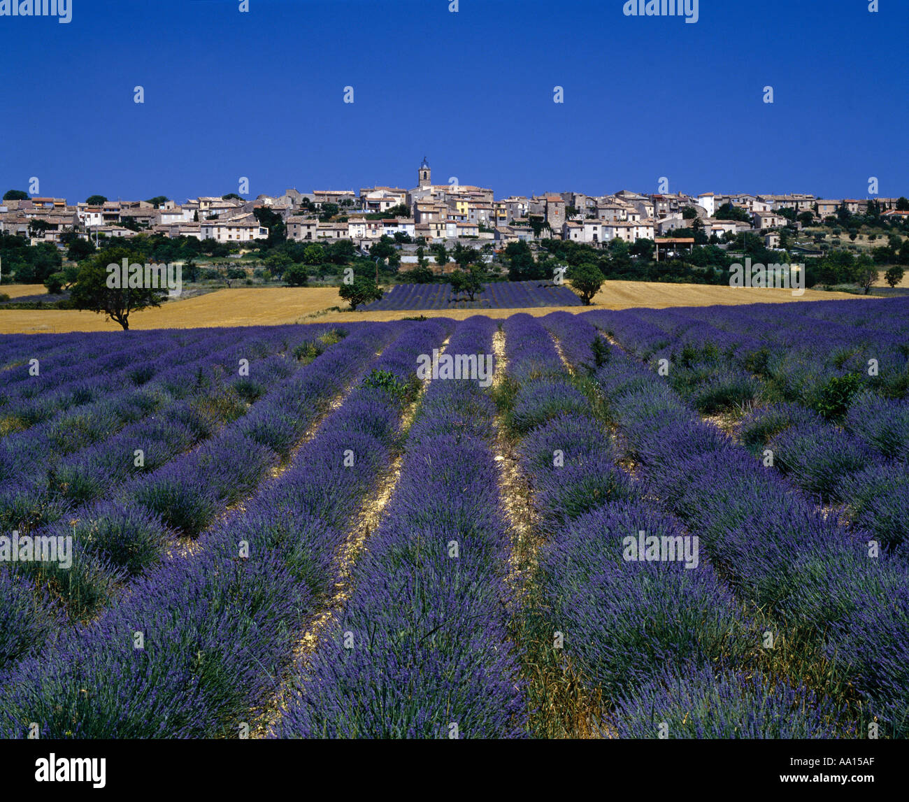 Lavender fields below Puimoisson Alpes de Haute Provence France Stock ...