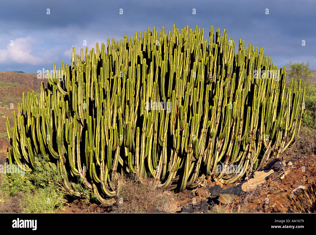 Iles canarie hi-res stock photography and images - Alamy