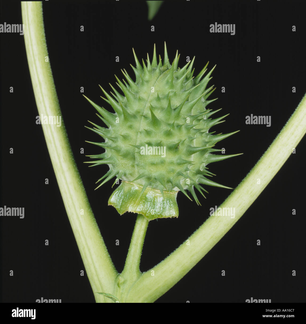 Black Datura High Resolution Stock Photography and Images - Alamy