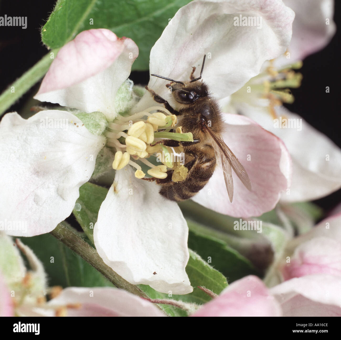 Honey bee Apis mellifera feeding from and apple flower and collecting ...