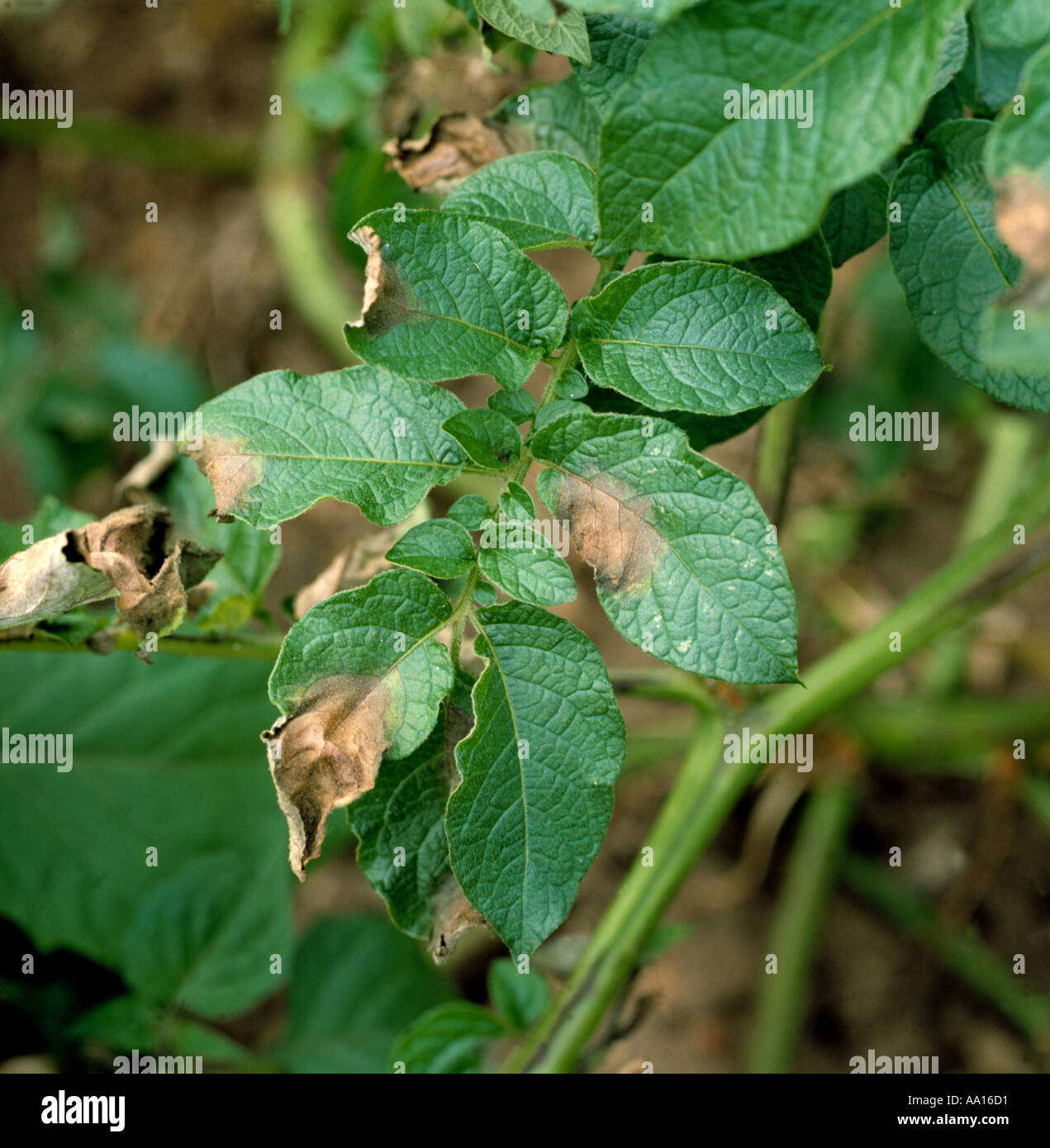 Potato blight Phytophthora infestans damage to potato plant Stock Photo ...