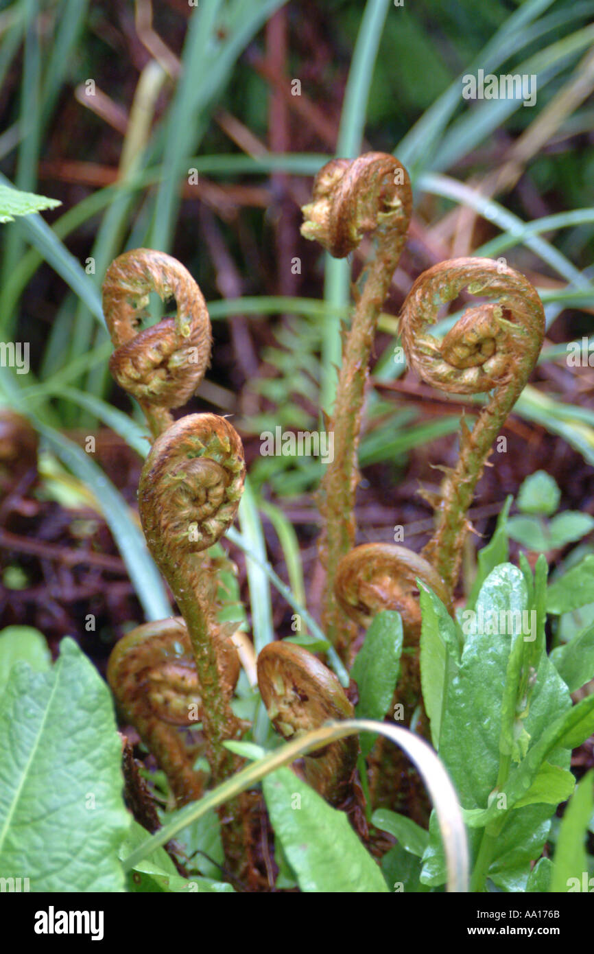 Ferns uncurling hi-res stock photography and images - Alamy