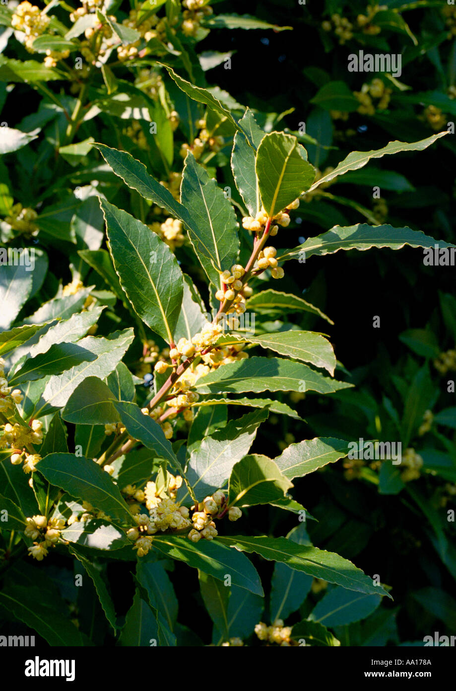 Bay tree hi-res stock photography and images - Alamy