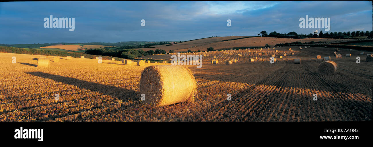 Devon farm hay bales hi-res stock photography and images - Alamy